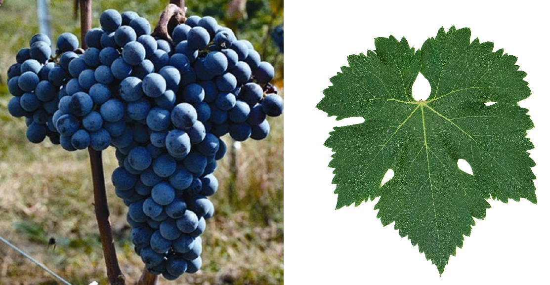 All You Need to Know about Bulgarian Wines