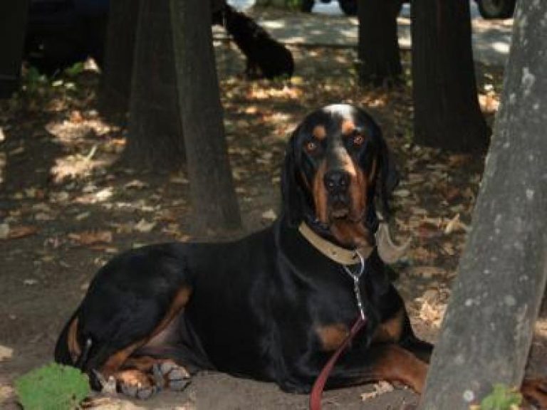 Discover The 3 Bulgarian Dog Breeds