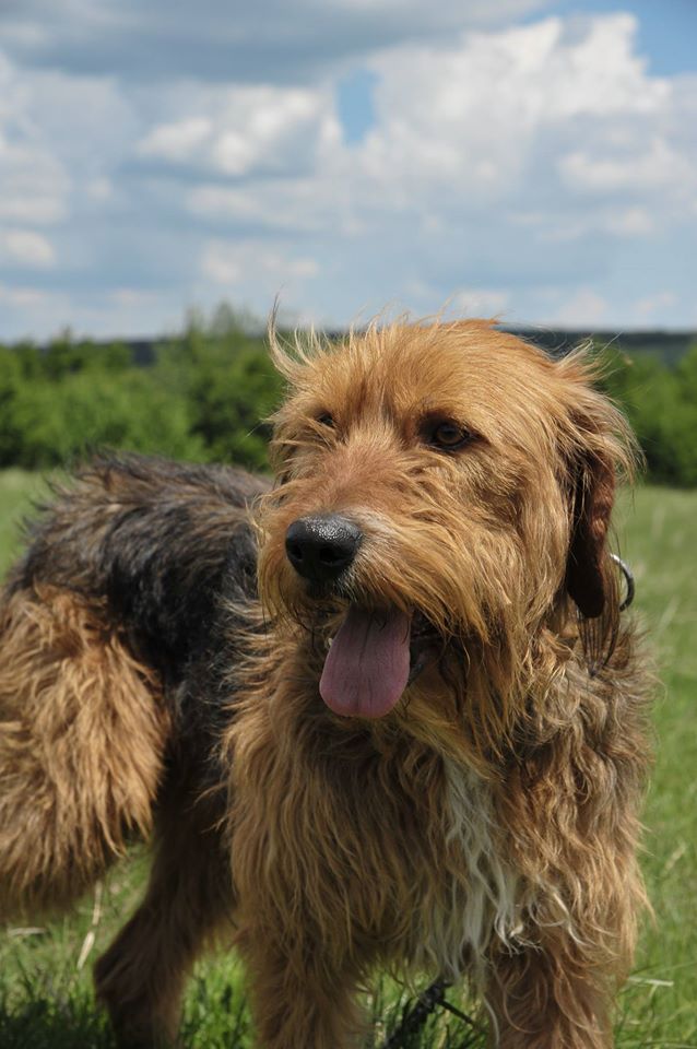 Discover The 3 Bulgarian Dog Breeds