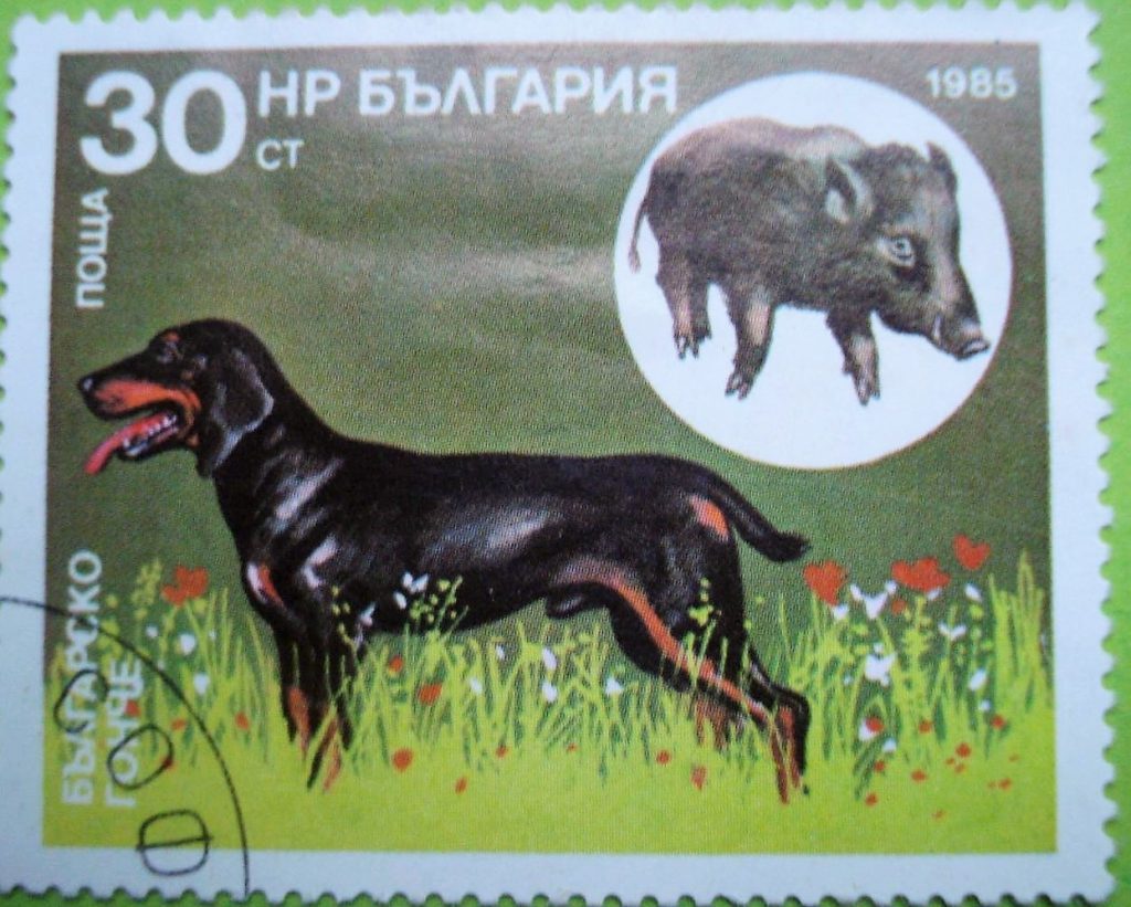 Discover The 3 Bulgarian Dog Breeds