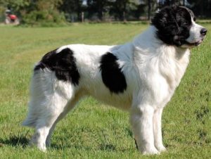 Discover The 3 Bulgarian Dog Breeds